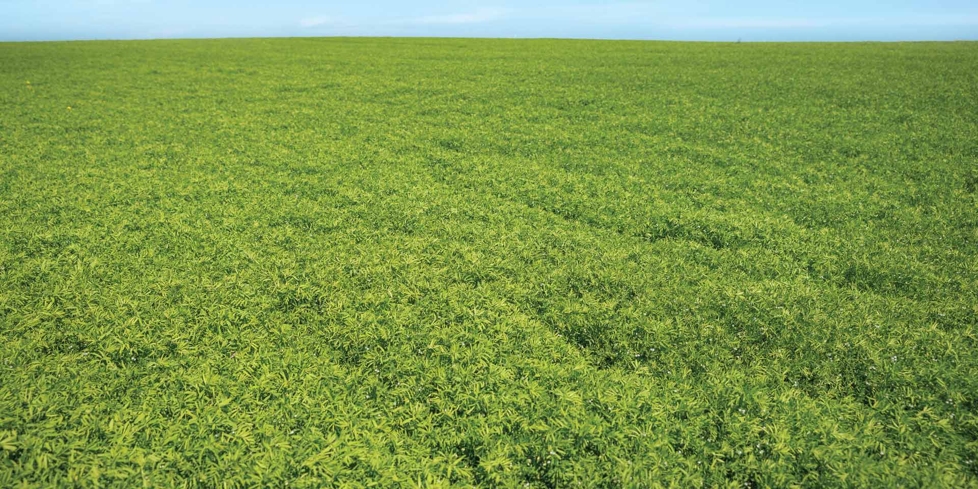 Lentil inoculants | AGTIV