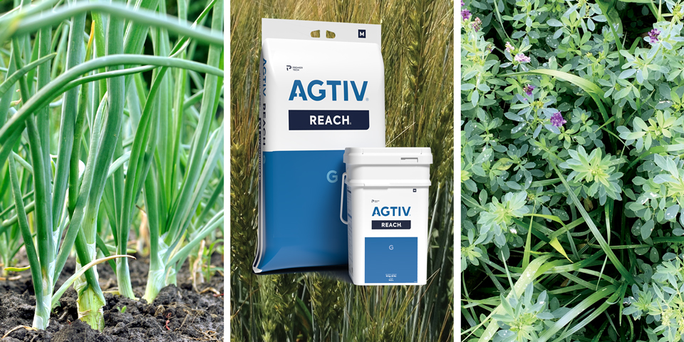 AGTIV REACH G | CEREALS, FORAGES & VEGETABLES Inoculant | Mycorrhizae