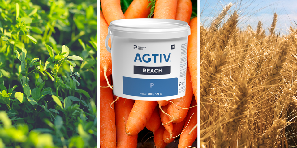AGTIV REACH P | FORAGES, DRY BEANS, CEREALS & VEGETABLES Inoculant ...